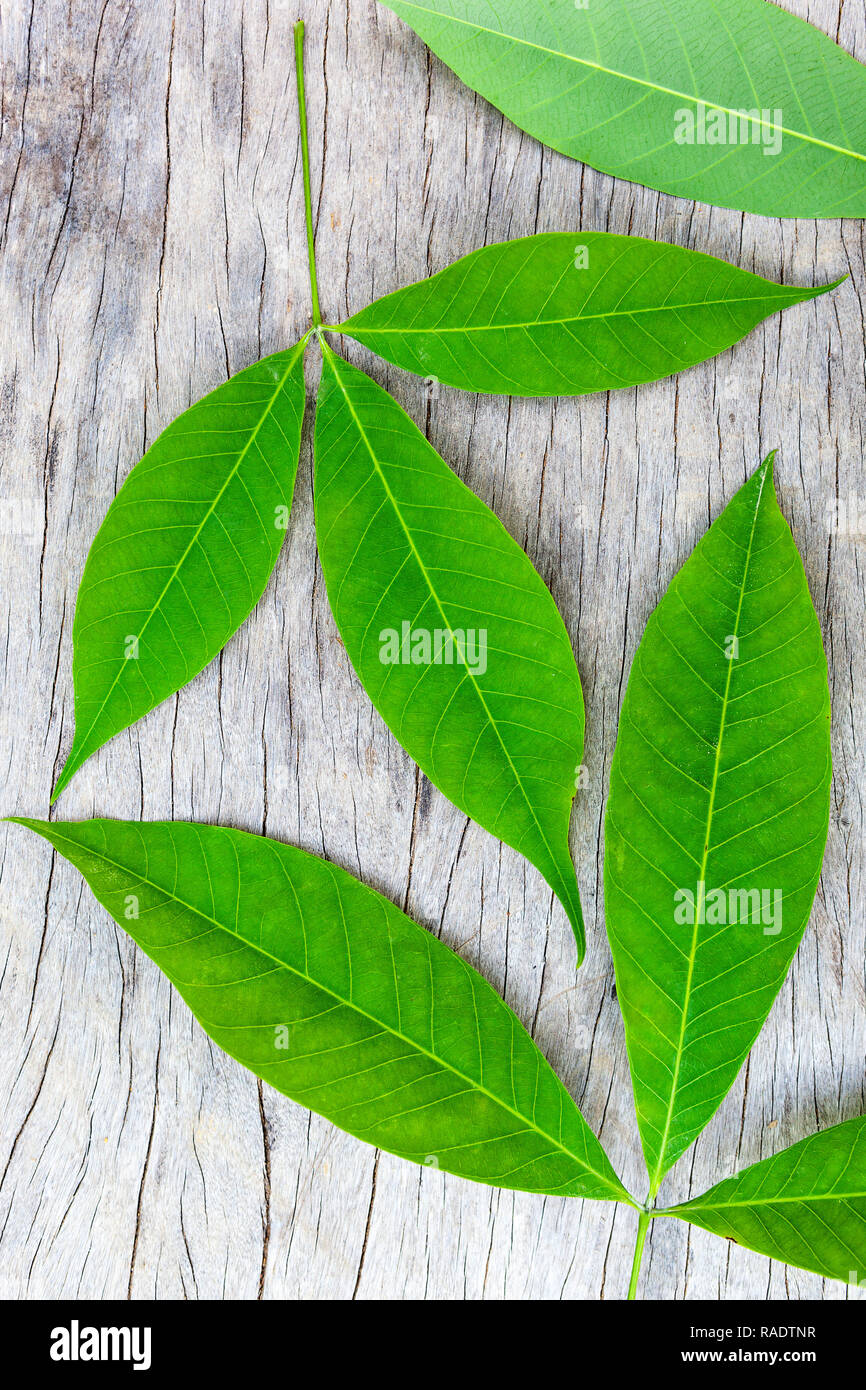 Rubber tree leaves hi-res stock photography and images - Alamy