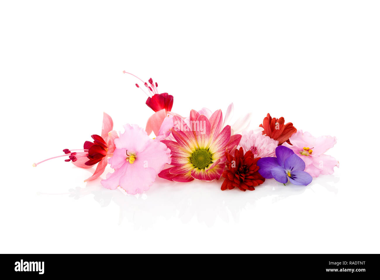 Edible flowers isolated on white background Stock Photo - Alamy