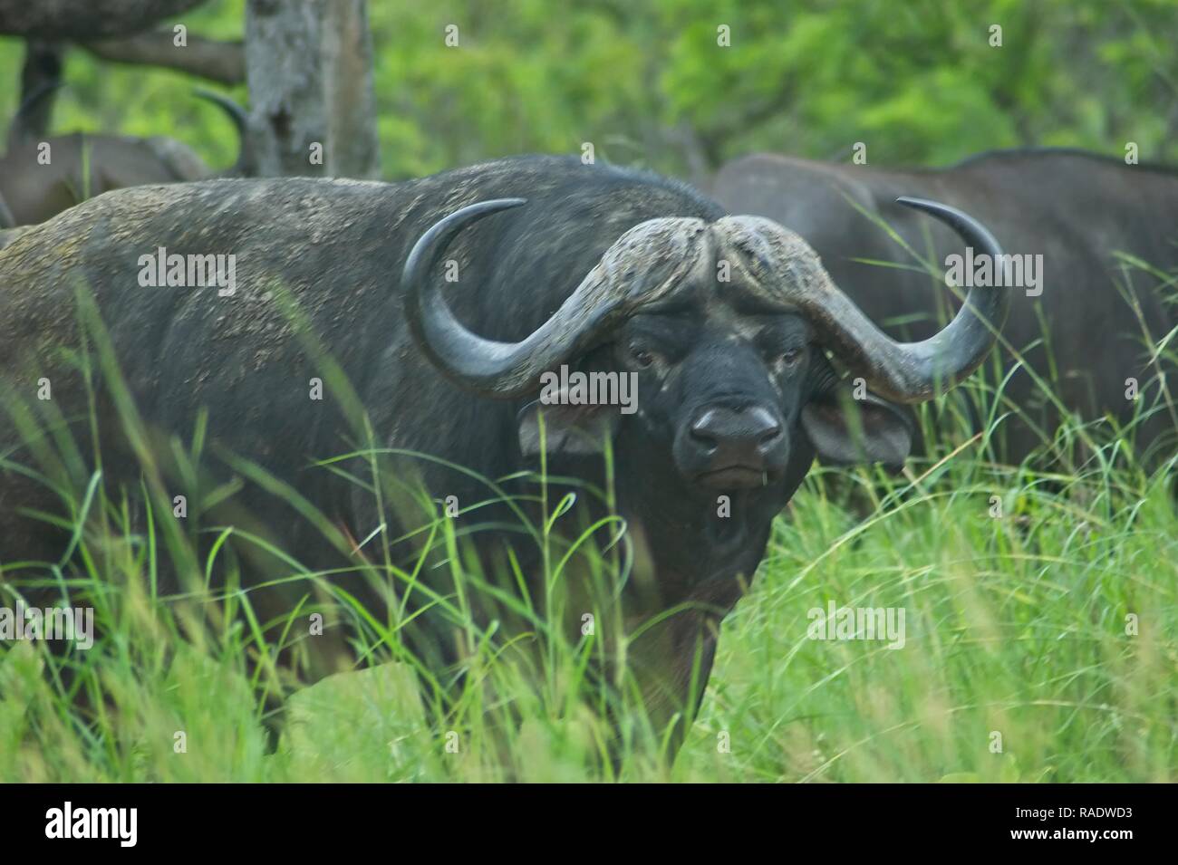 South African wildlife Stock Photo - Alamy