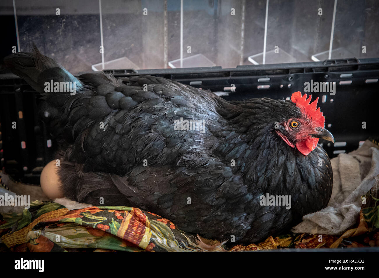 A free range chicken lays an egg in the chicken house on a farm owned ...