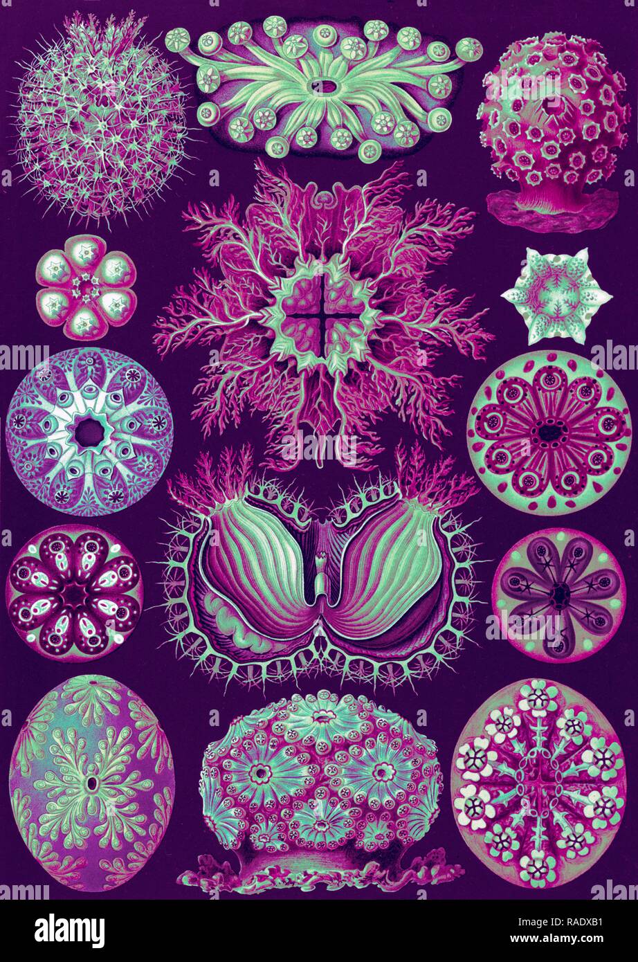 Illustration showing a variety of sea squirts. Ascidiae. - Seescheiden ...