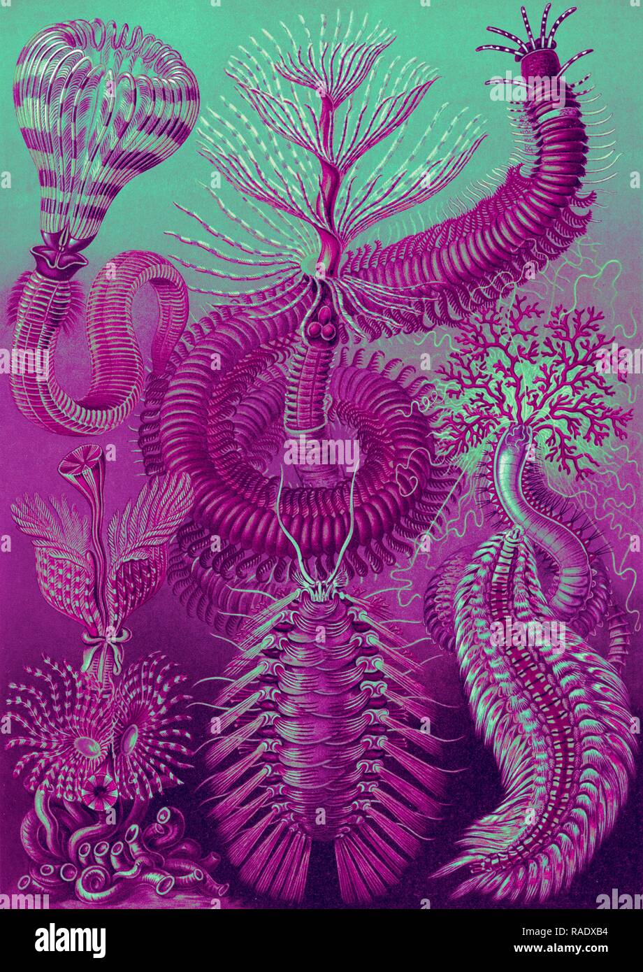 Illustration showing a variety of chaetopoda or spined marine worms ...