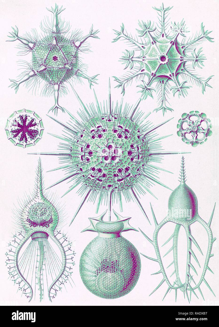 Illustration shows microorganisms. Phaeodaria. - Rohrstrahlinge, 1 ...