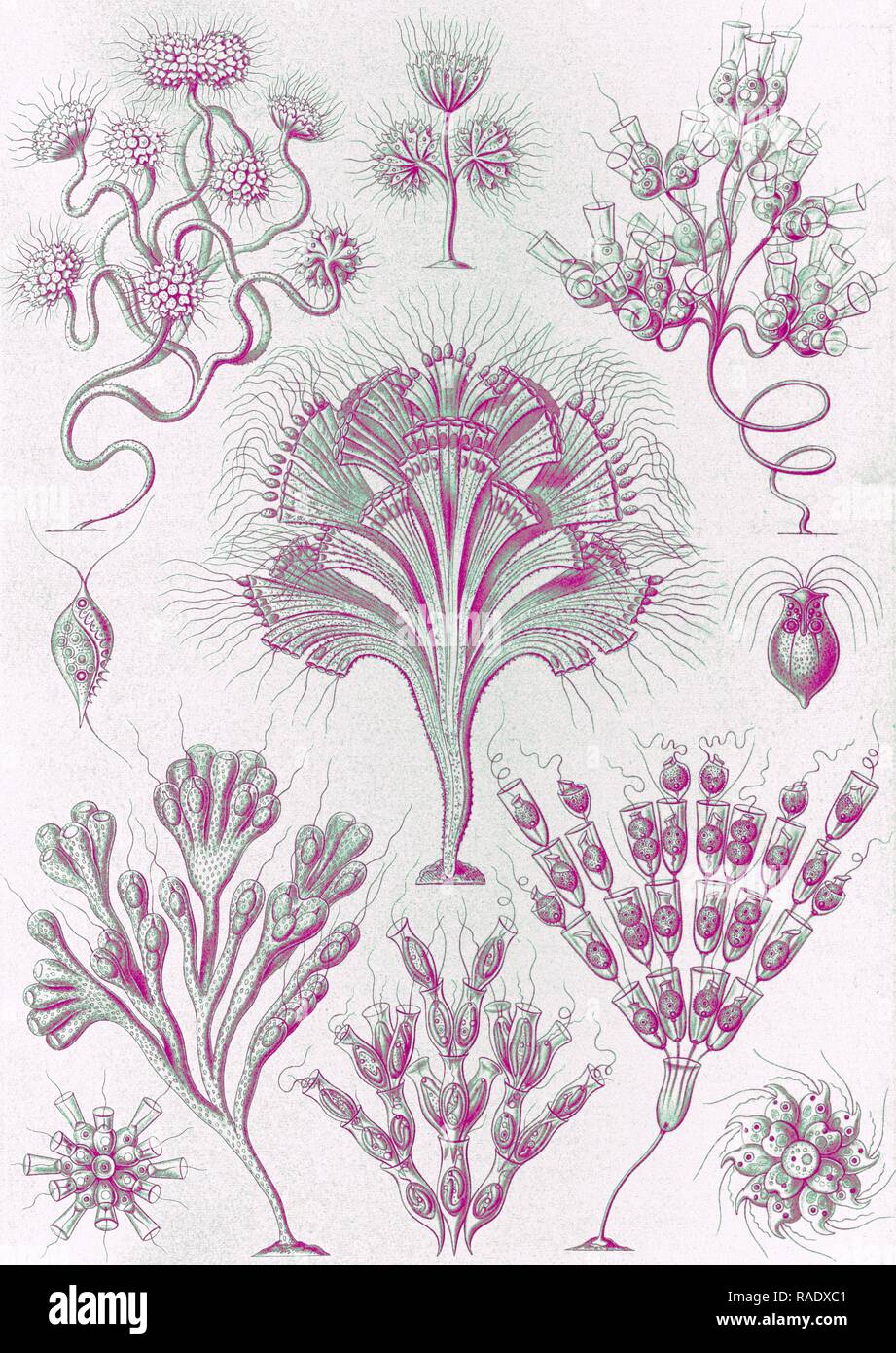 Ernst haeckel tree of life hi-res stock photography and images - Alamy