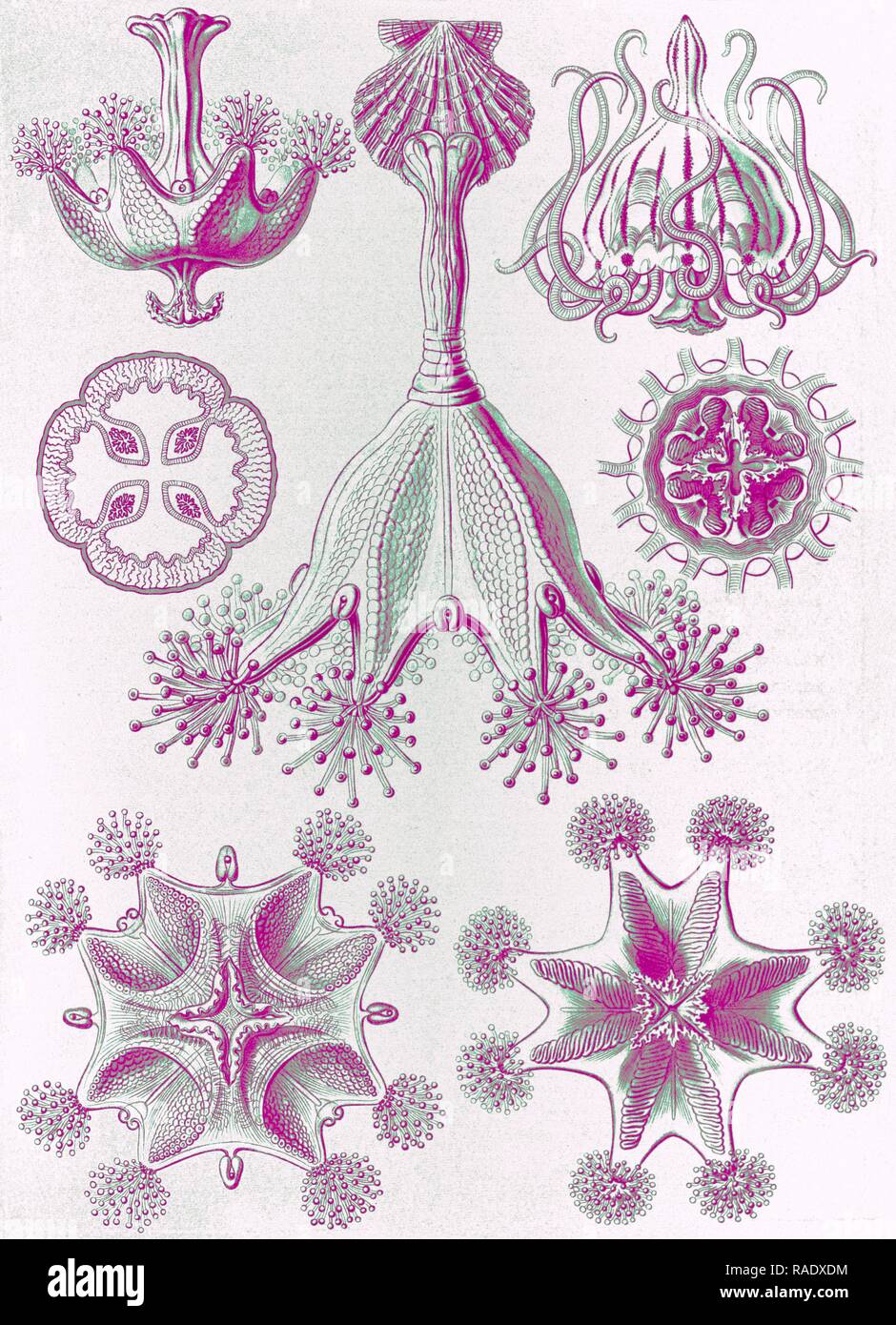 Illustration shows stalked jellyfishes. Stauromedusae. - Becherquallen ...