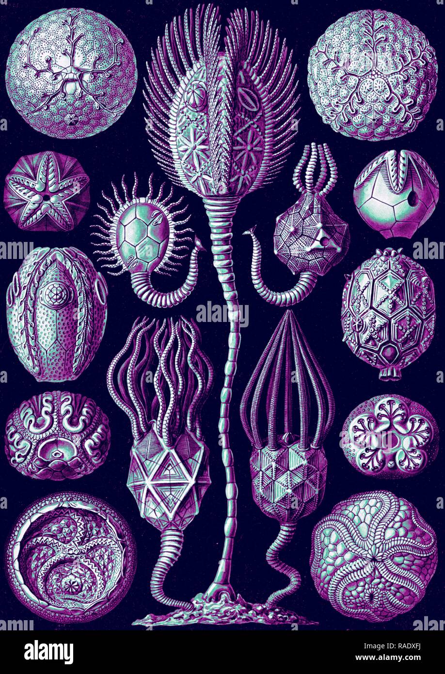Illustration shows marine animals. Cystoidea. - Beutelsterne, 1 print ...