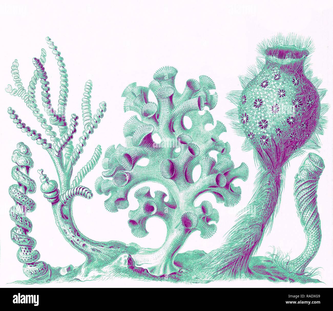 Glass sponges hi-res stock photography and images - Alamy