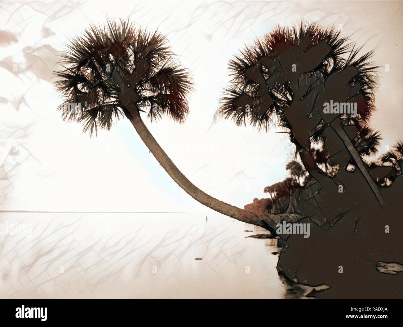 Palmettos near St. Sebastian, Jackson, William Henry, 1843-1942 ...