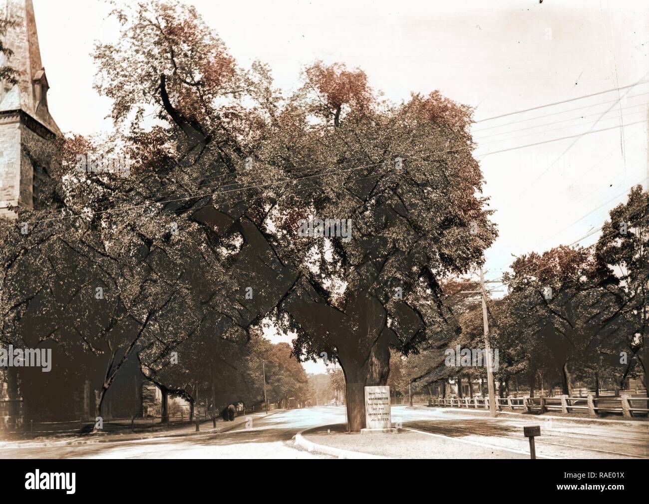 The Washington elm, Cambridge, Mass, Washington, George, 1732-1799 ...