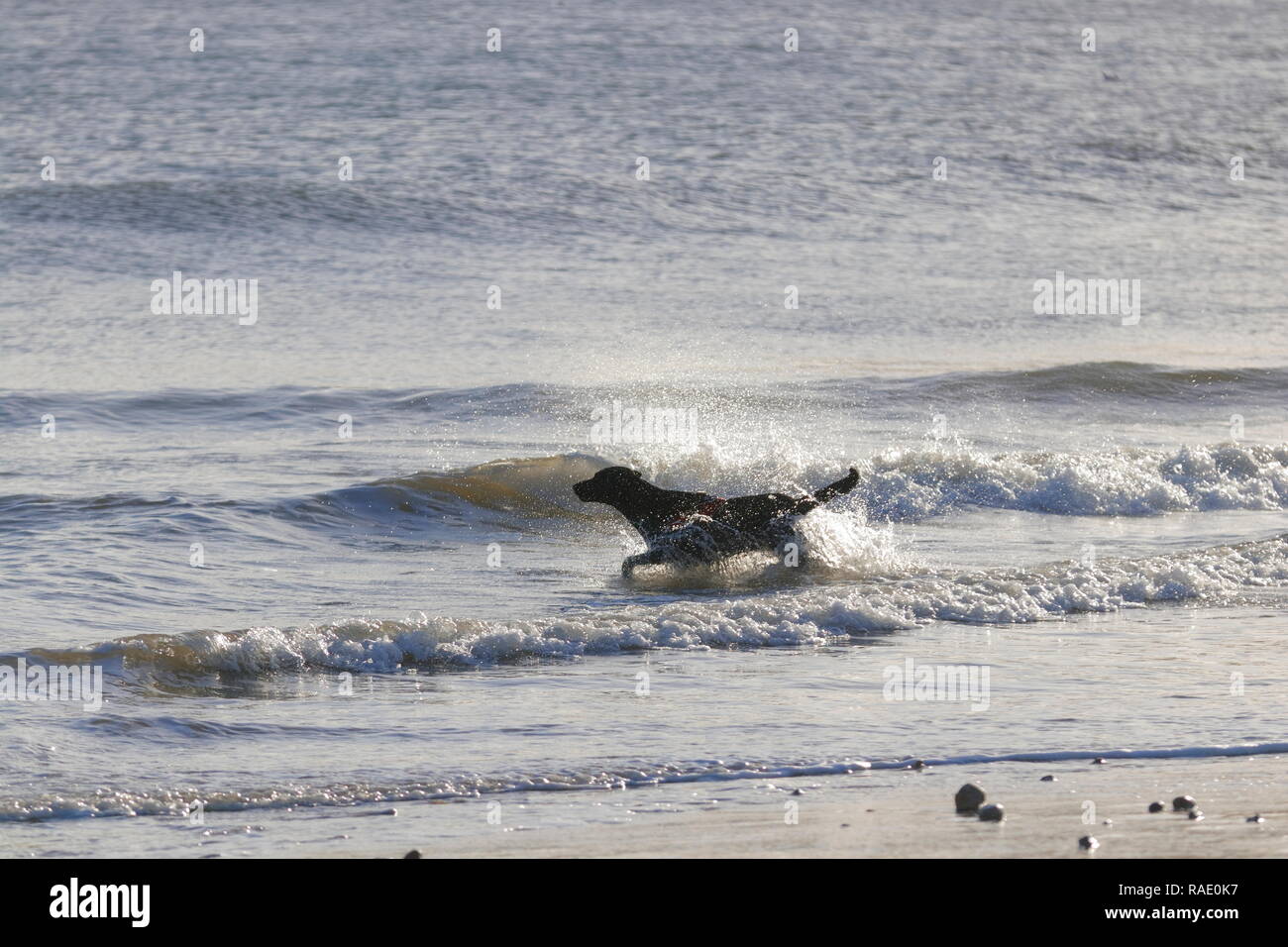 A dog playing fetch in the sea at on Scarborough Beach in North ...