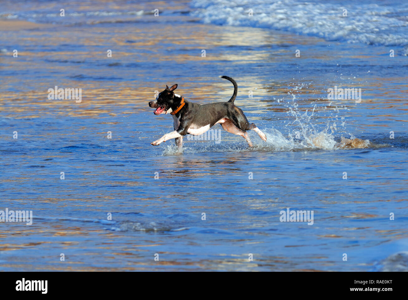 A dog having fun in the sea on Scarborough Beach in North Yorkshire ...