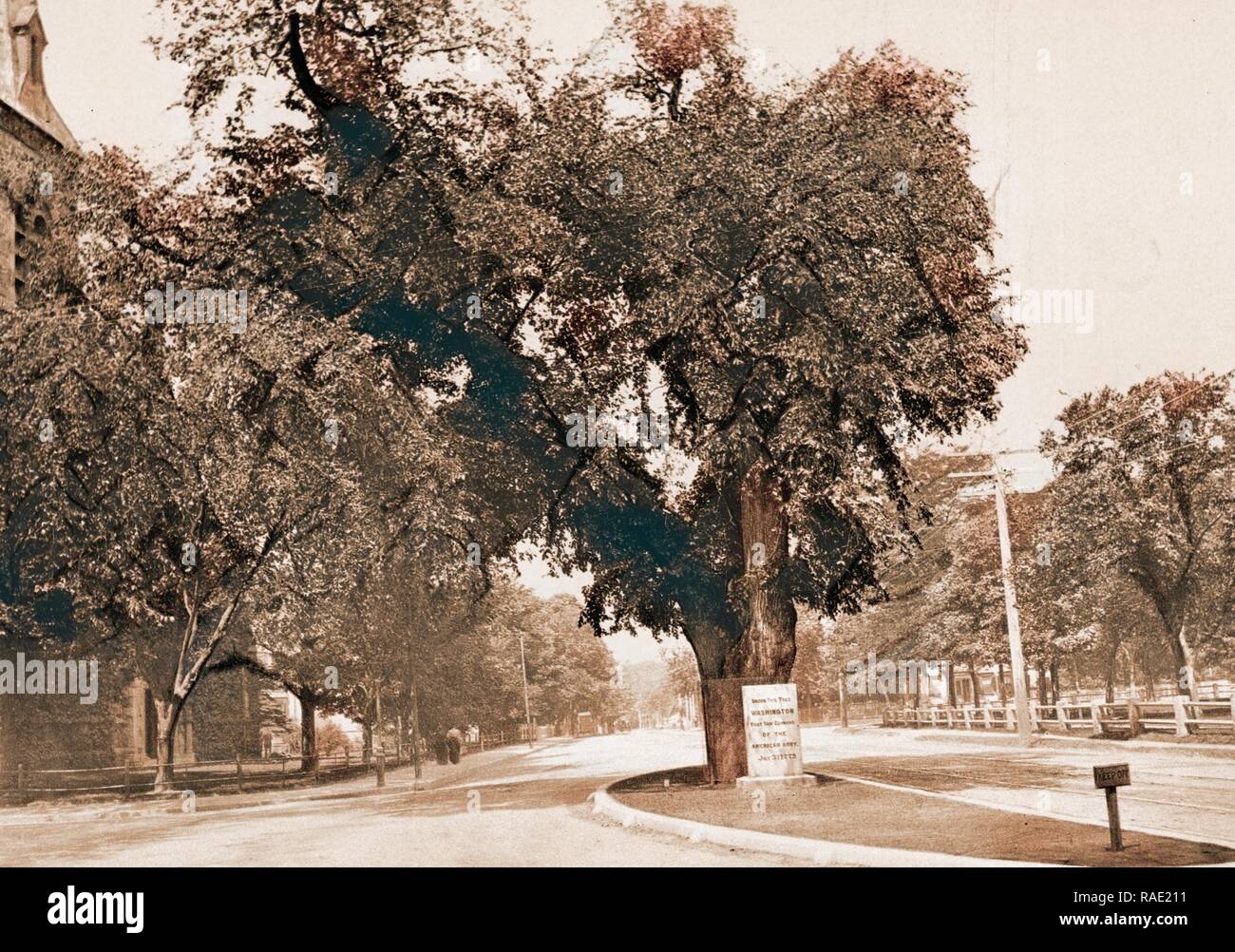 Washington Elm High Resolution Stock Photography and Images - Alamy