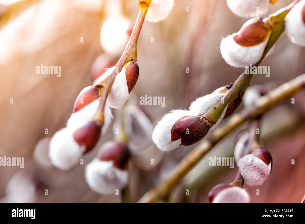 tree branch with buds background, spring Stock Photo - Alamy