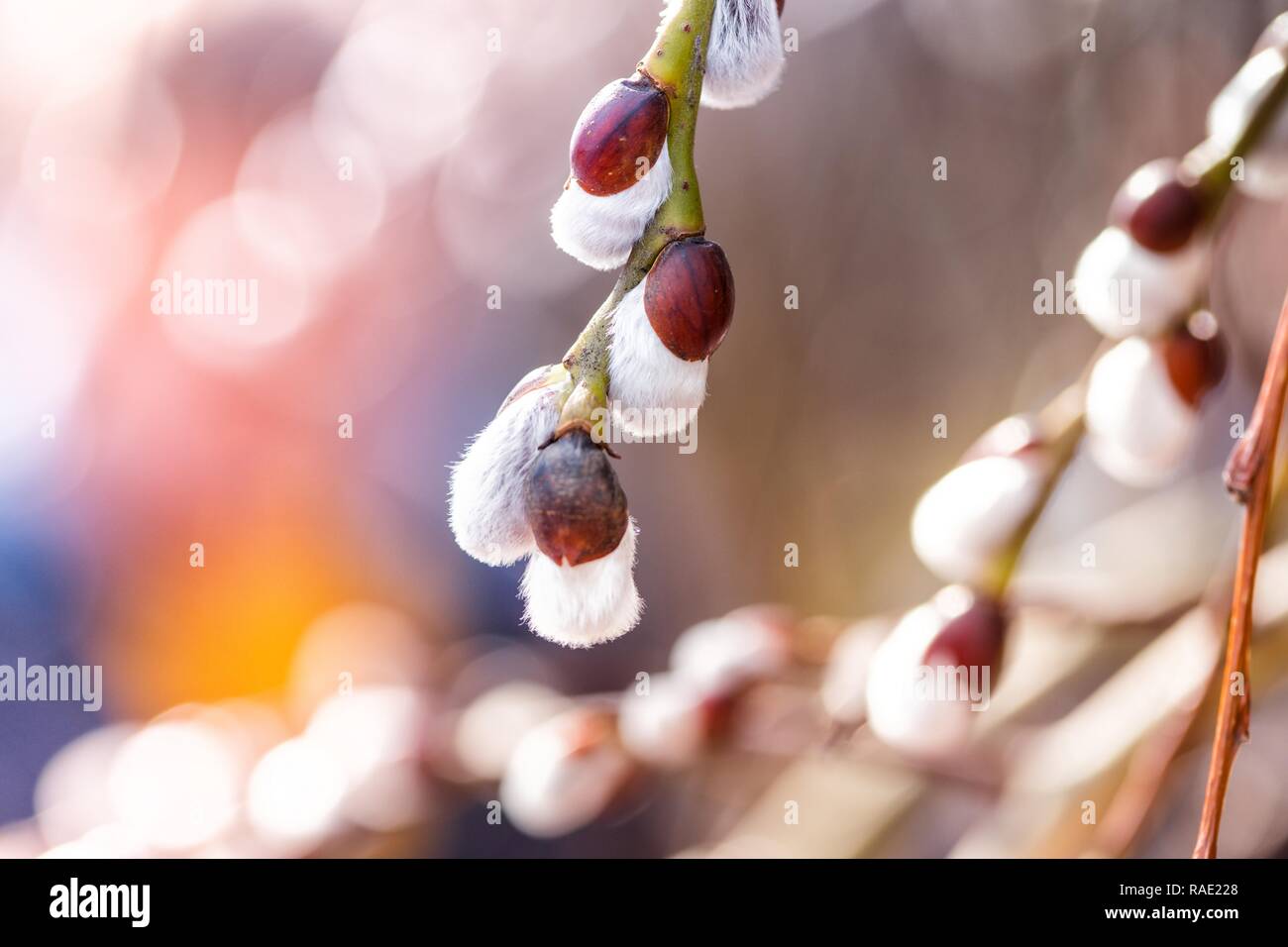 tree branch with buds background, spring Stock Photo - Alamy