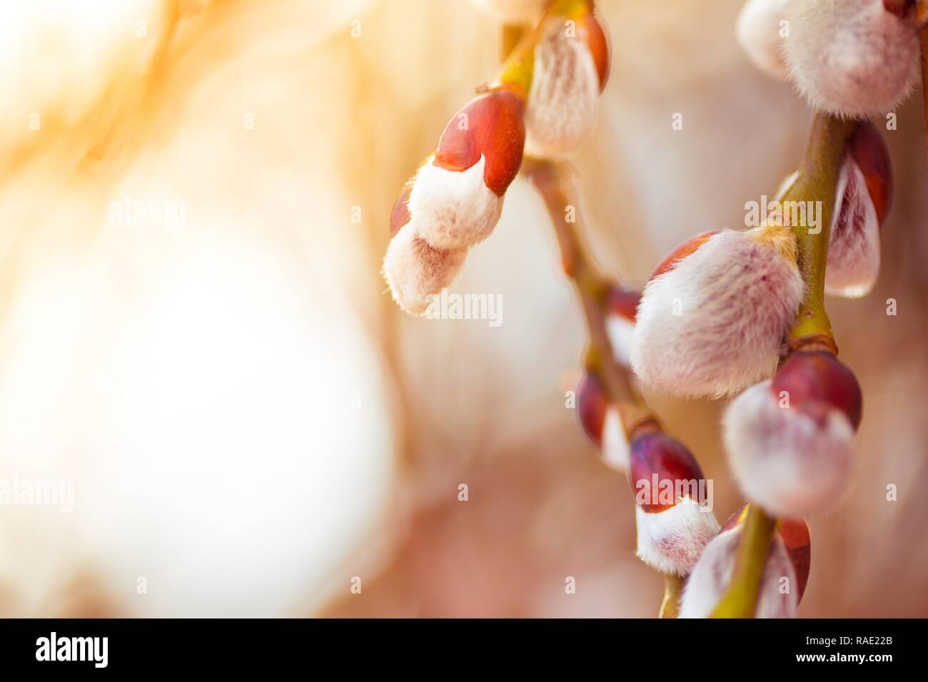 tree branch with buds background, spring Stock Photo - Alamy
