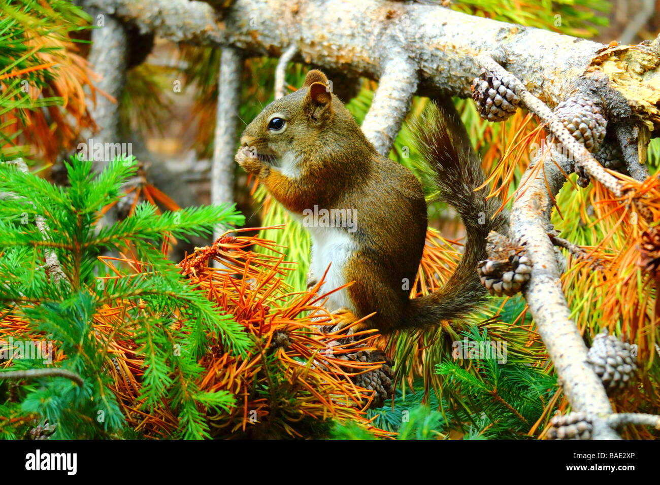 Squirrel a medium-sized rodent with nuts in summer forest park scene ...