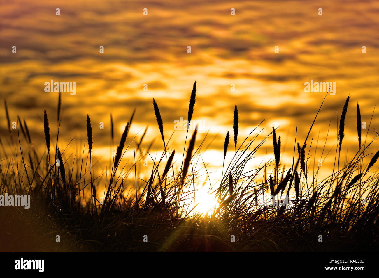 Hazy surreal sunset among the grasses Stock Photo - Alamy