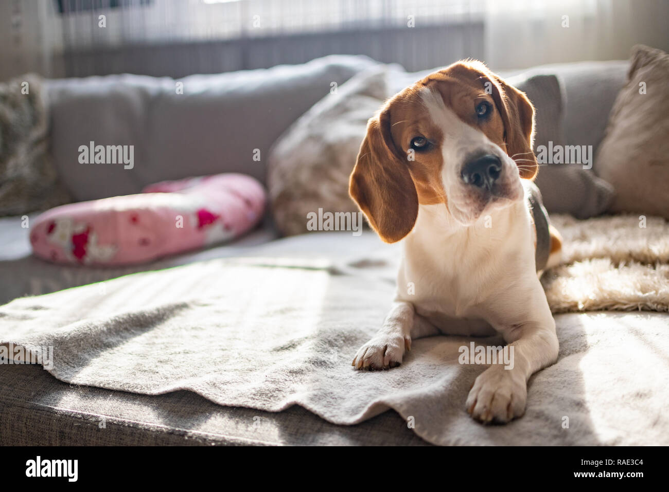 Beagle dog on a cozy sofa, couch, sun falls through window Stock Photo ...