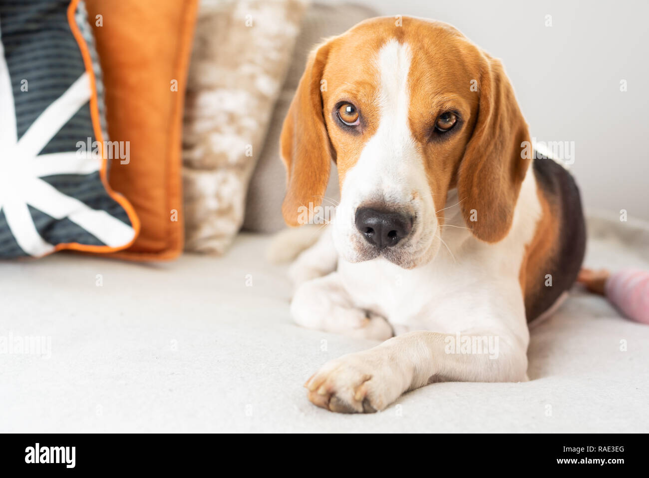 Dog muddy sofa hi-res stock photography and images - Alamy