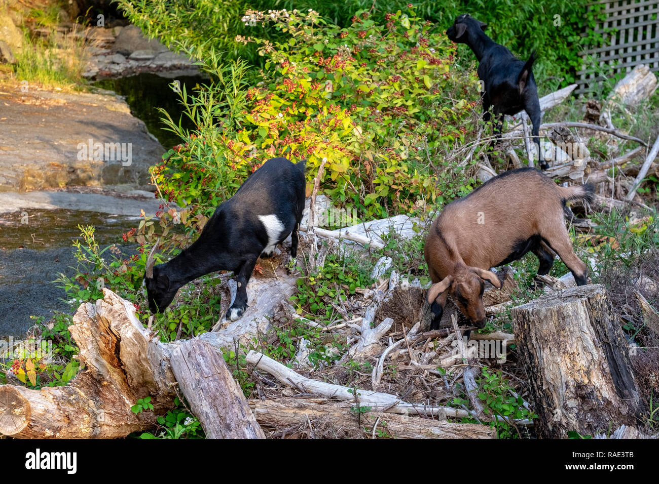 Goats being used to control weeds along a river bank in Hobart Tasmania ...