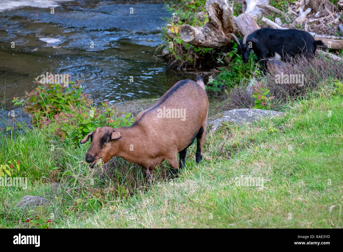 Goats being used to control weeds along a river bank in Hobart Tasmania ...