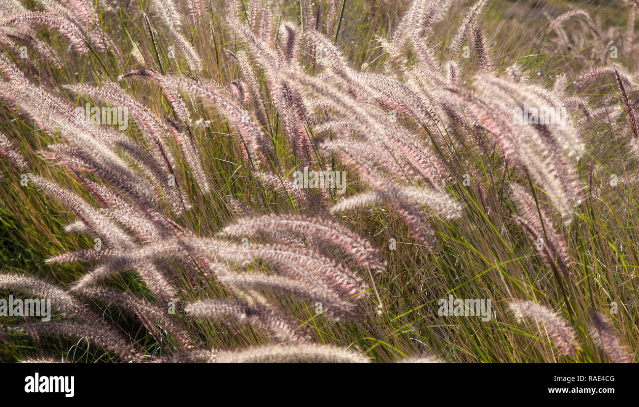 Cat Tail Grass