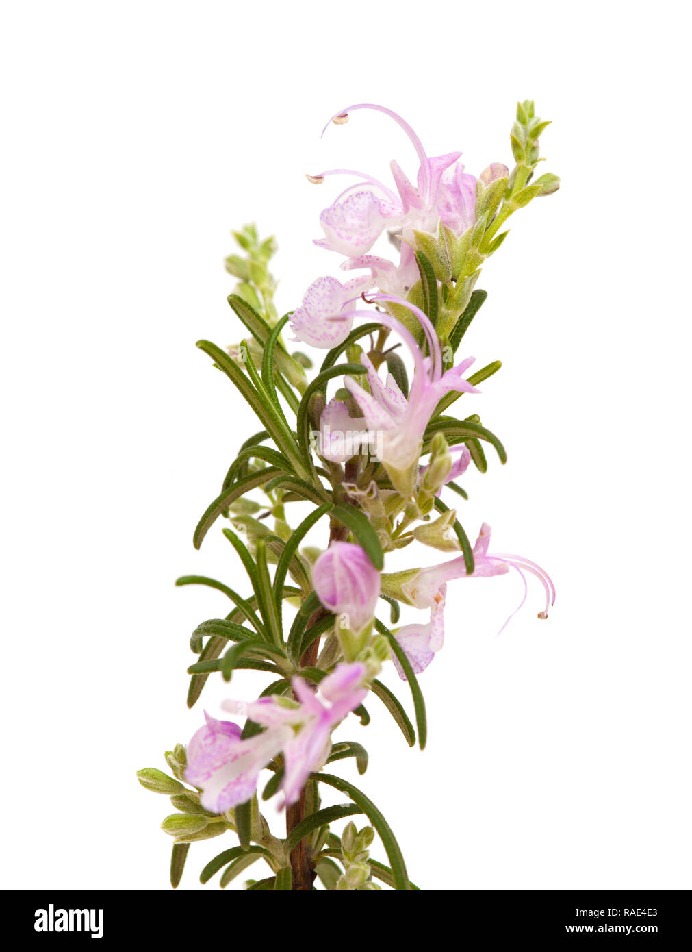 small twig of rosemary isolated on white background Stock Photo - Alamy