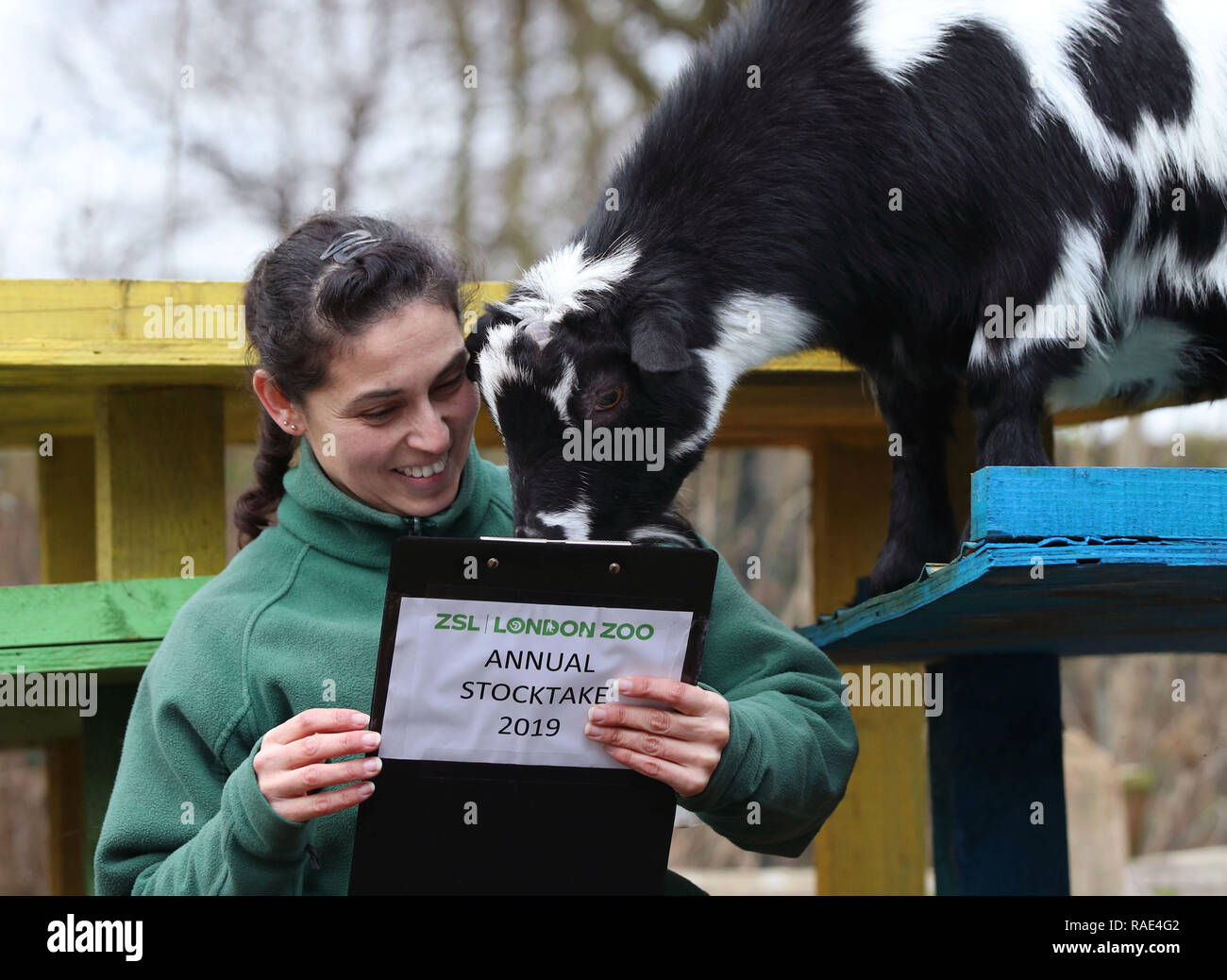 Pygmy goats are counted during the annual stocktake at ZSL London Zoo ...