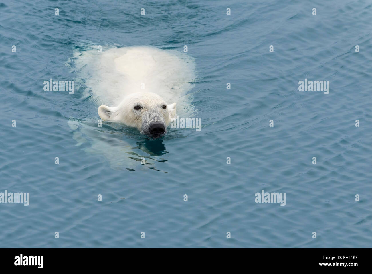 Polar Bear (Ursus maritimus) swimming, Svalbard Archipelago, Arctic ...