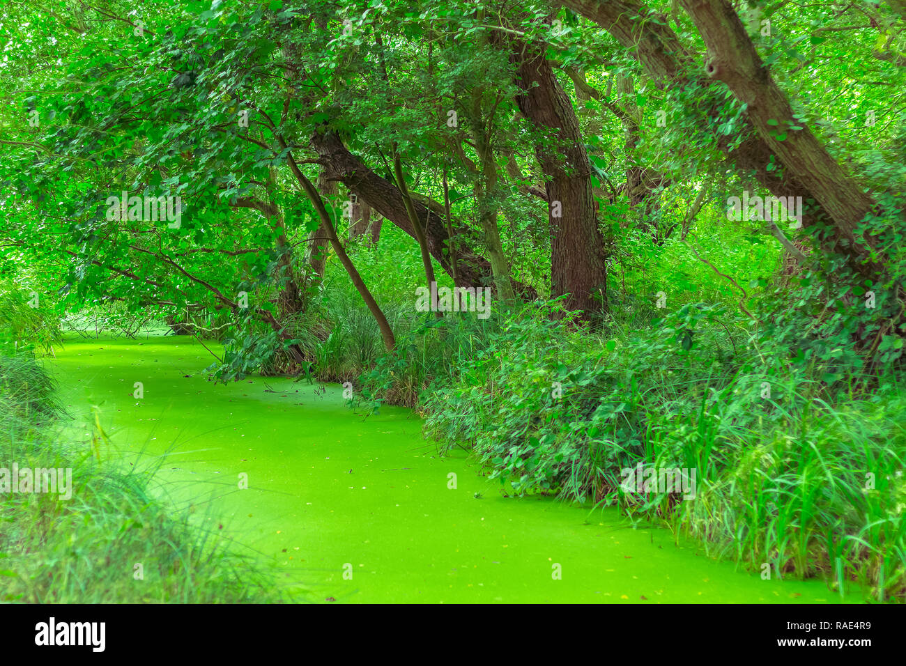 Minsmere River covered by green duckweed in the English county of ...