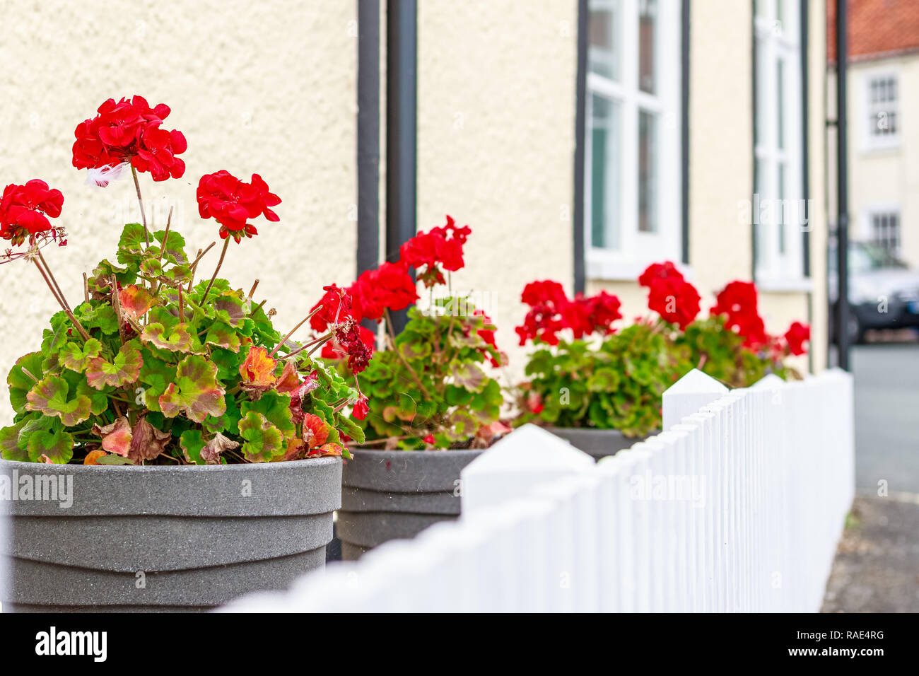 Row of potted red geranium flowers for decoration outside an English ...