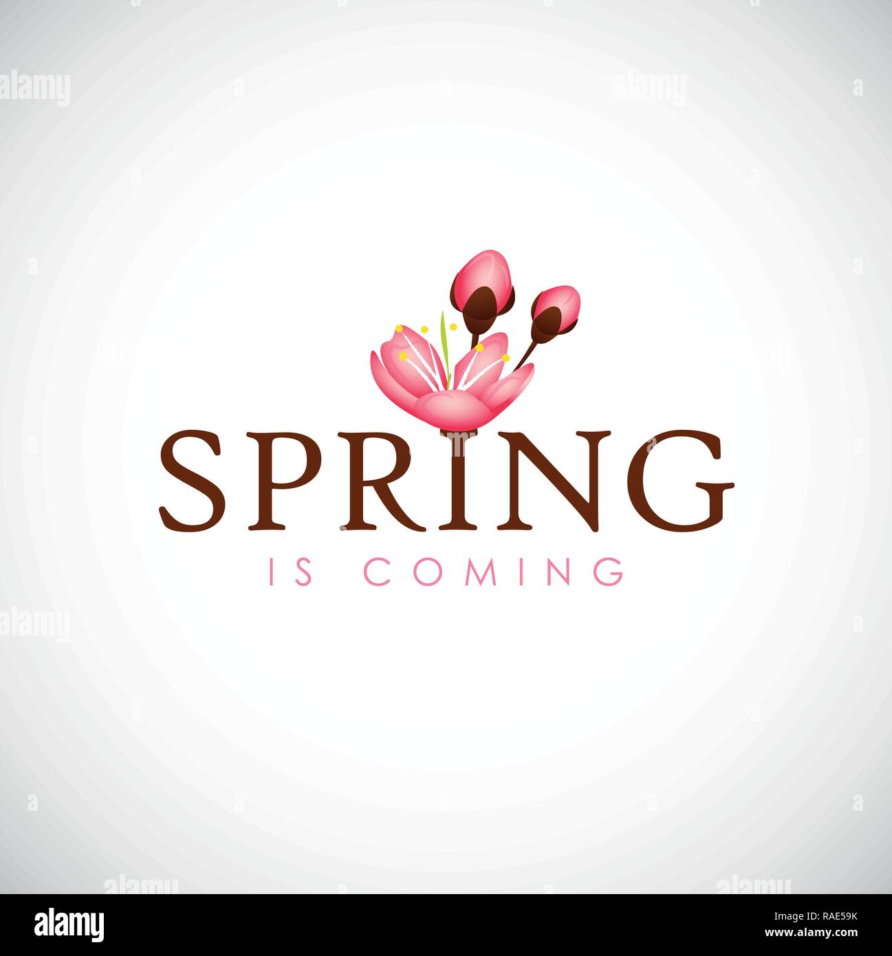 spring is coming typography with cherry blooming flowers pink petals ...