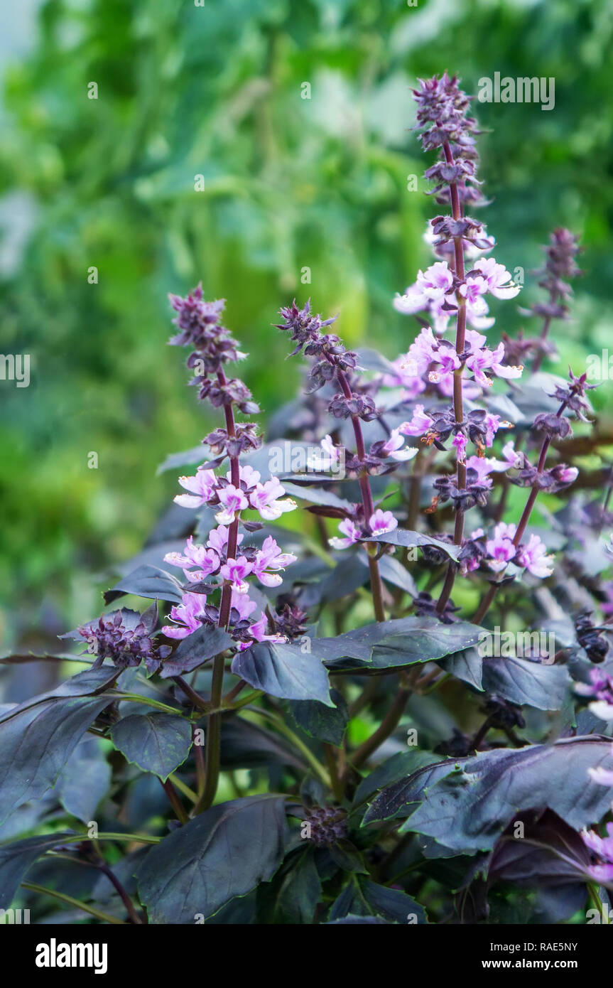 Greenhouse basil production hi-res stock photography and images - Alamy