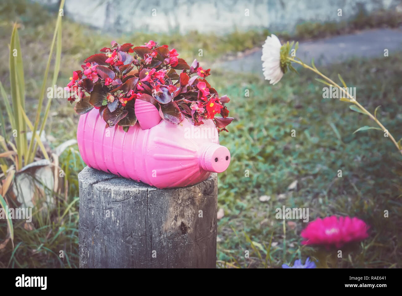 Pink flowerpot in the form of a pig from a plastic bottle Stock Photo ...