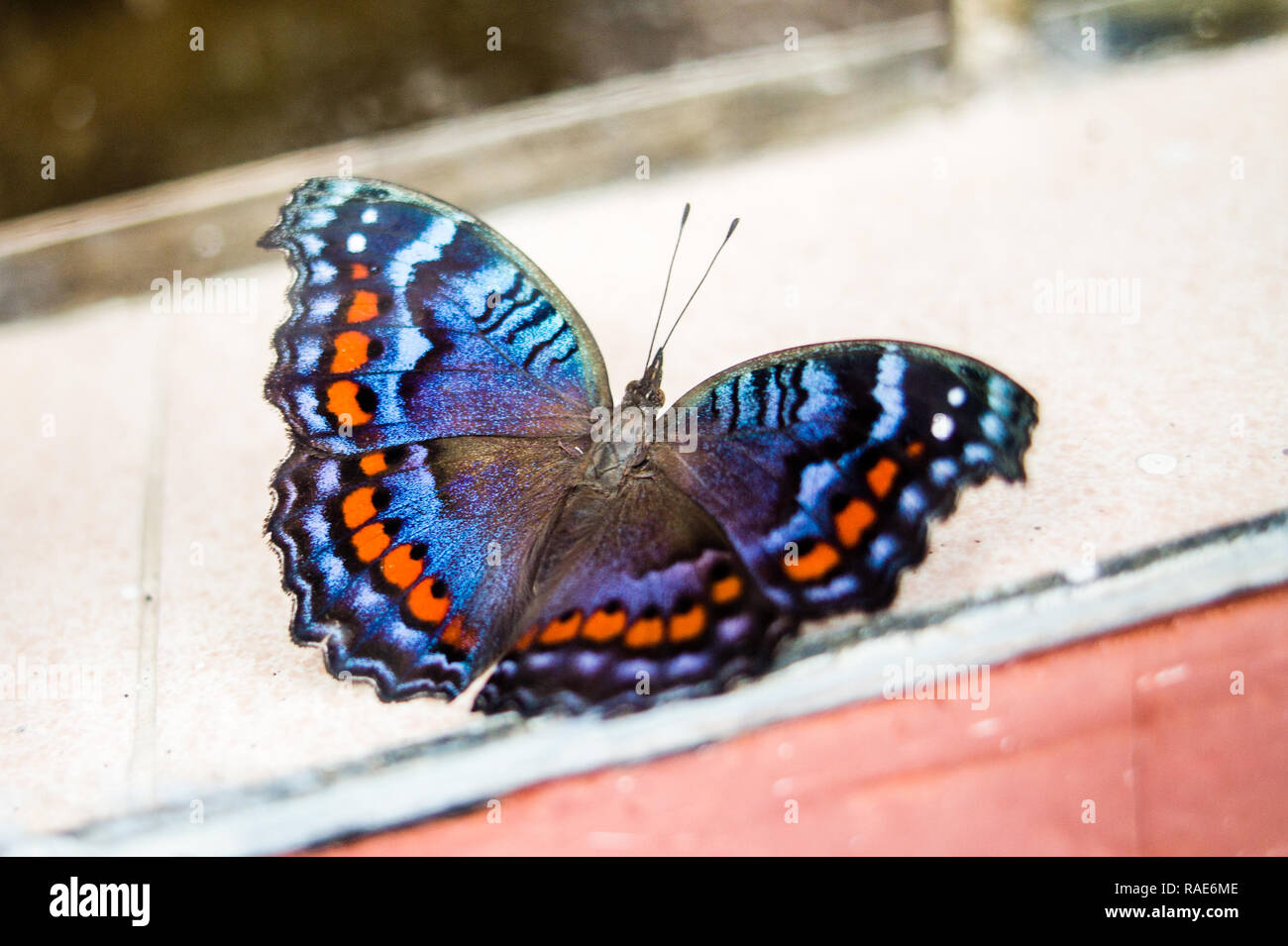 The Gaudy Commodore butterfly (precis octavia), is a species of ...