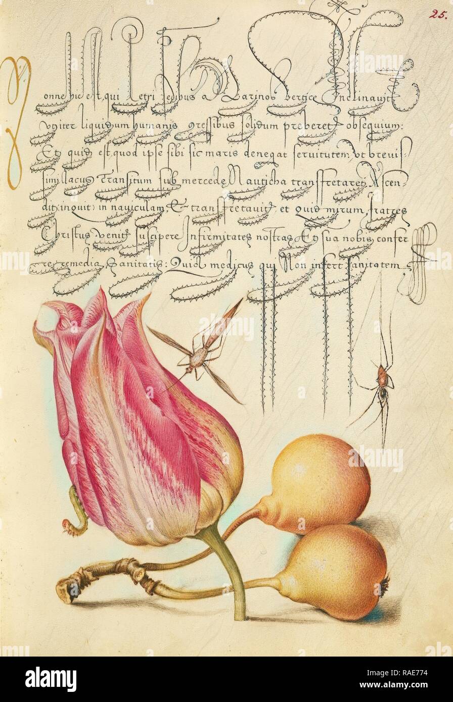 Insect, Tulip, Caterpillar, Spider, and Pear, Joris Hoefnagel (Flemish ...