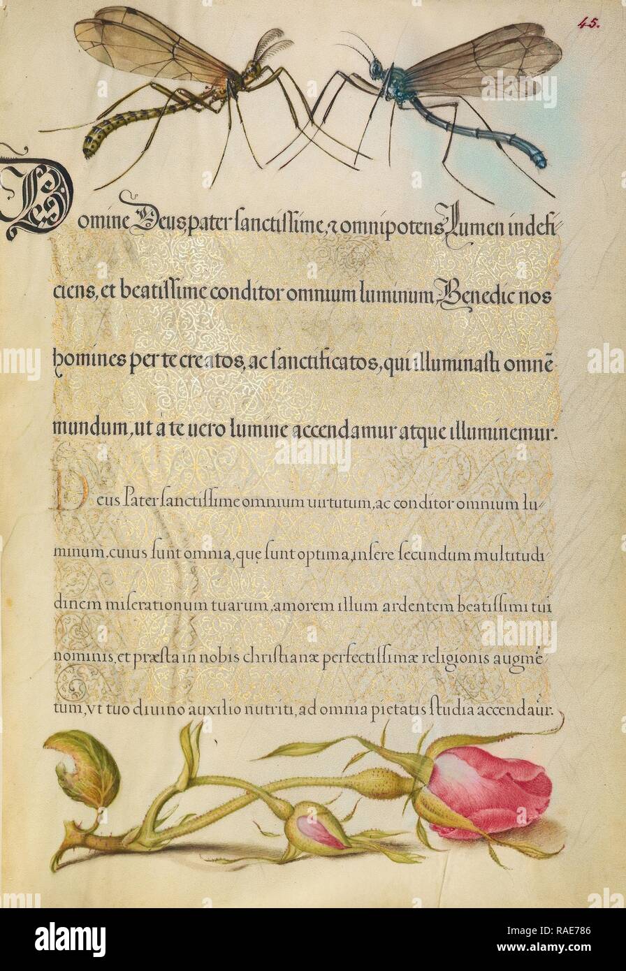 Crested Crane Fly, Insect, and French Rose, Joris Hoefnagel (Flemish ...