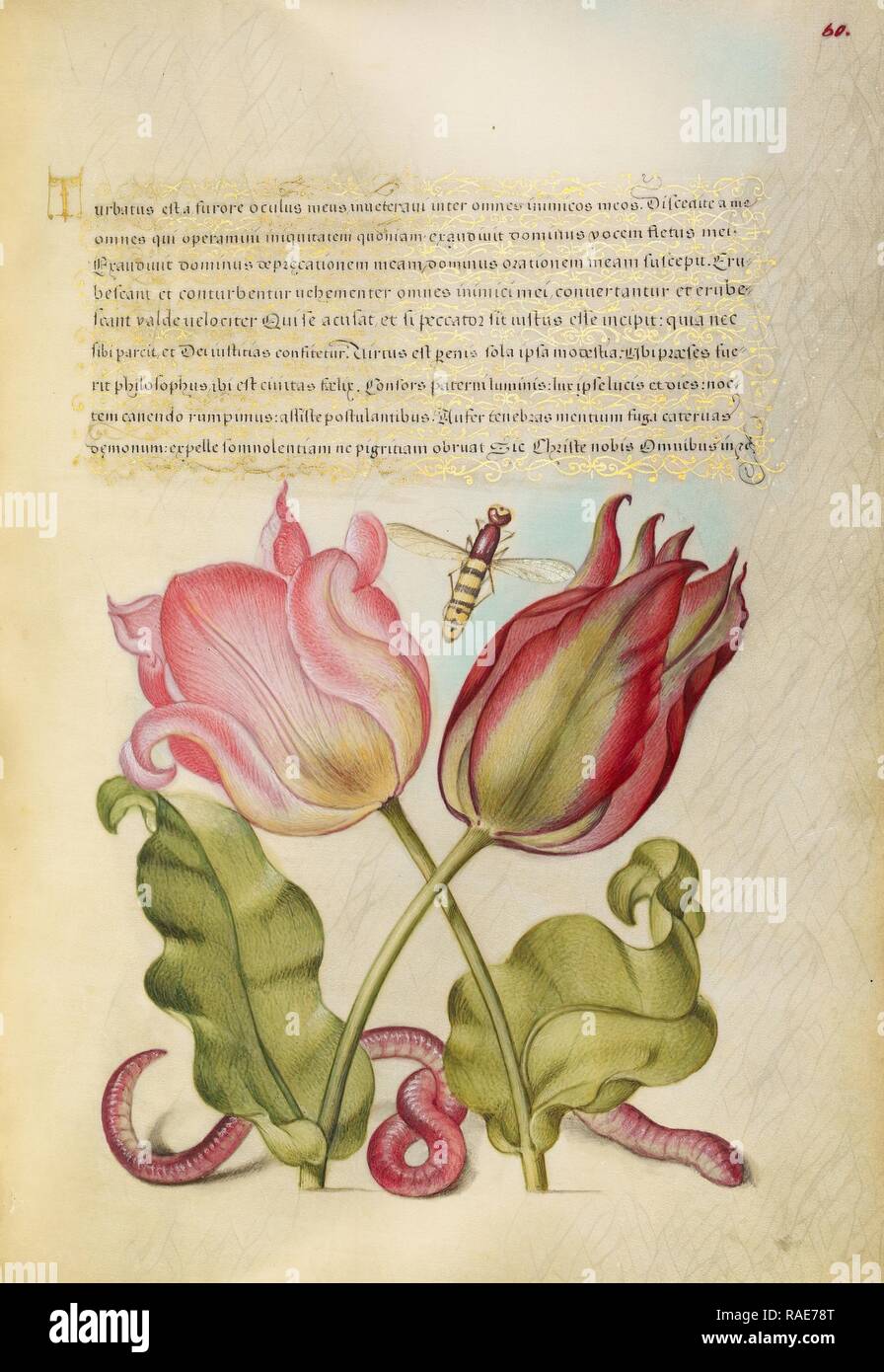 Parchment worm hi-res stock photography and images - Alamy