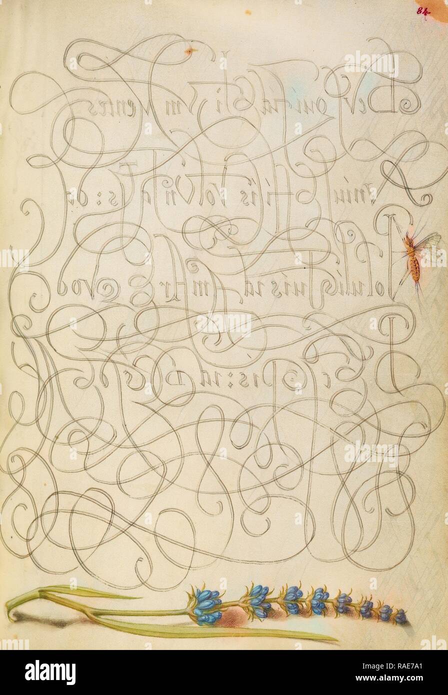 Insect and Hyssop, Joris Hoefnagel (Flemish , Hungarian, 1542 - 1600 ...