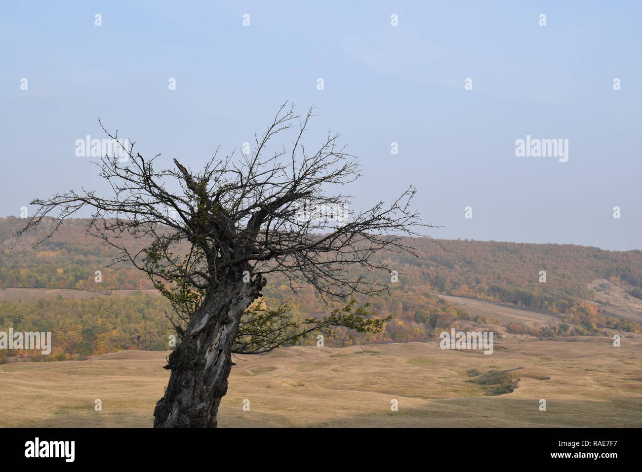 Lonely tree hd wallpaper hi-res stock photography and images - Alamy