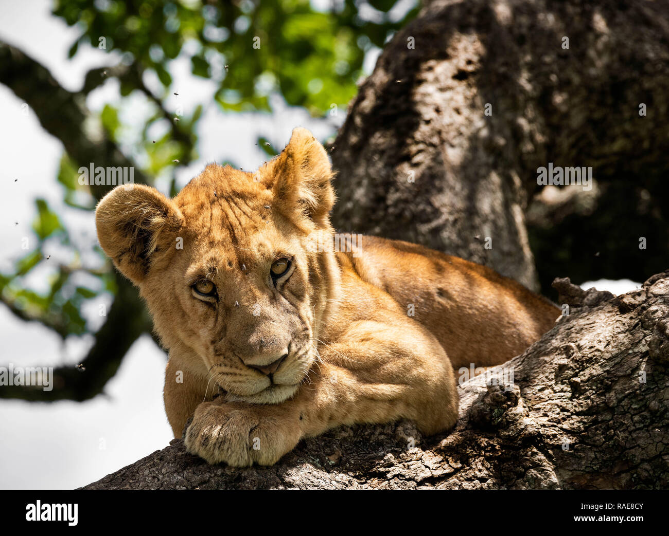 Bedtime. NOT USUALLY known for their love of heights this family of ...