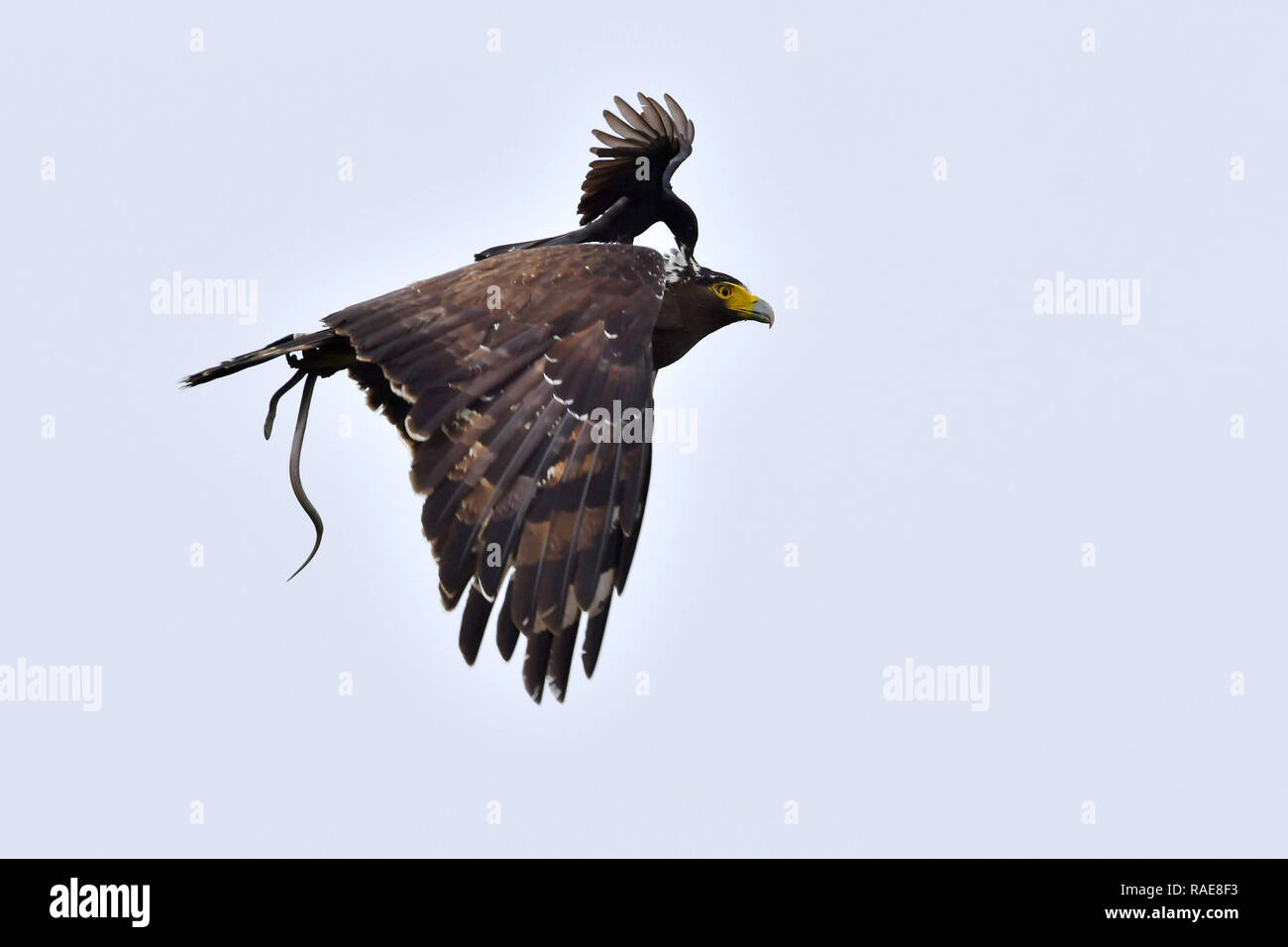 Pecking his head. WITNESS the amusing and bizarre moment a small but ...