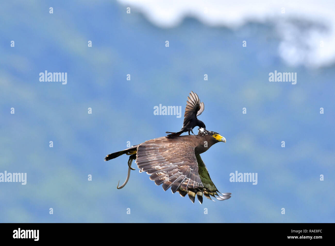 Bird riding on the eagle. WITNESS the amusing and bizarre moment a ...