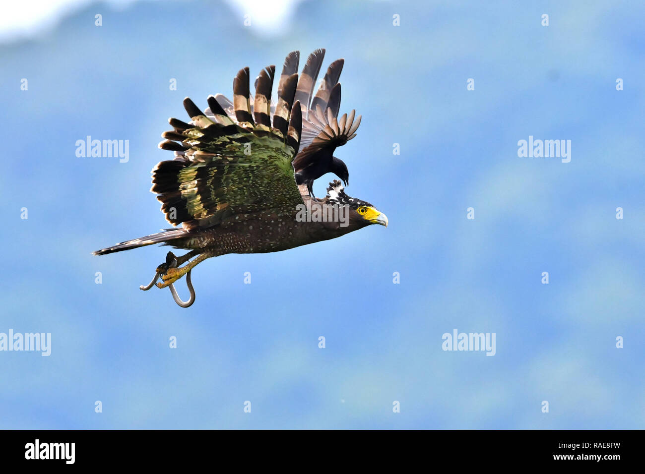 Back and head of a bird hi-res stock photography and images - Alamy