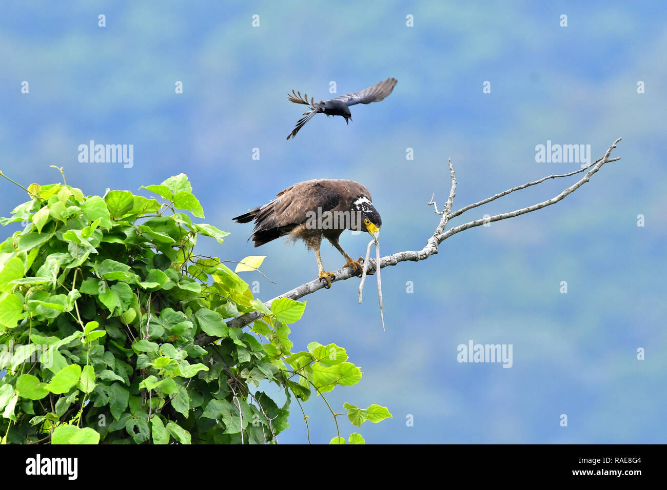 Eagle Eating Snake