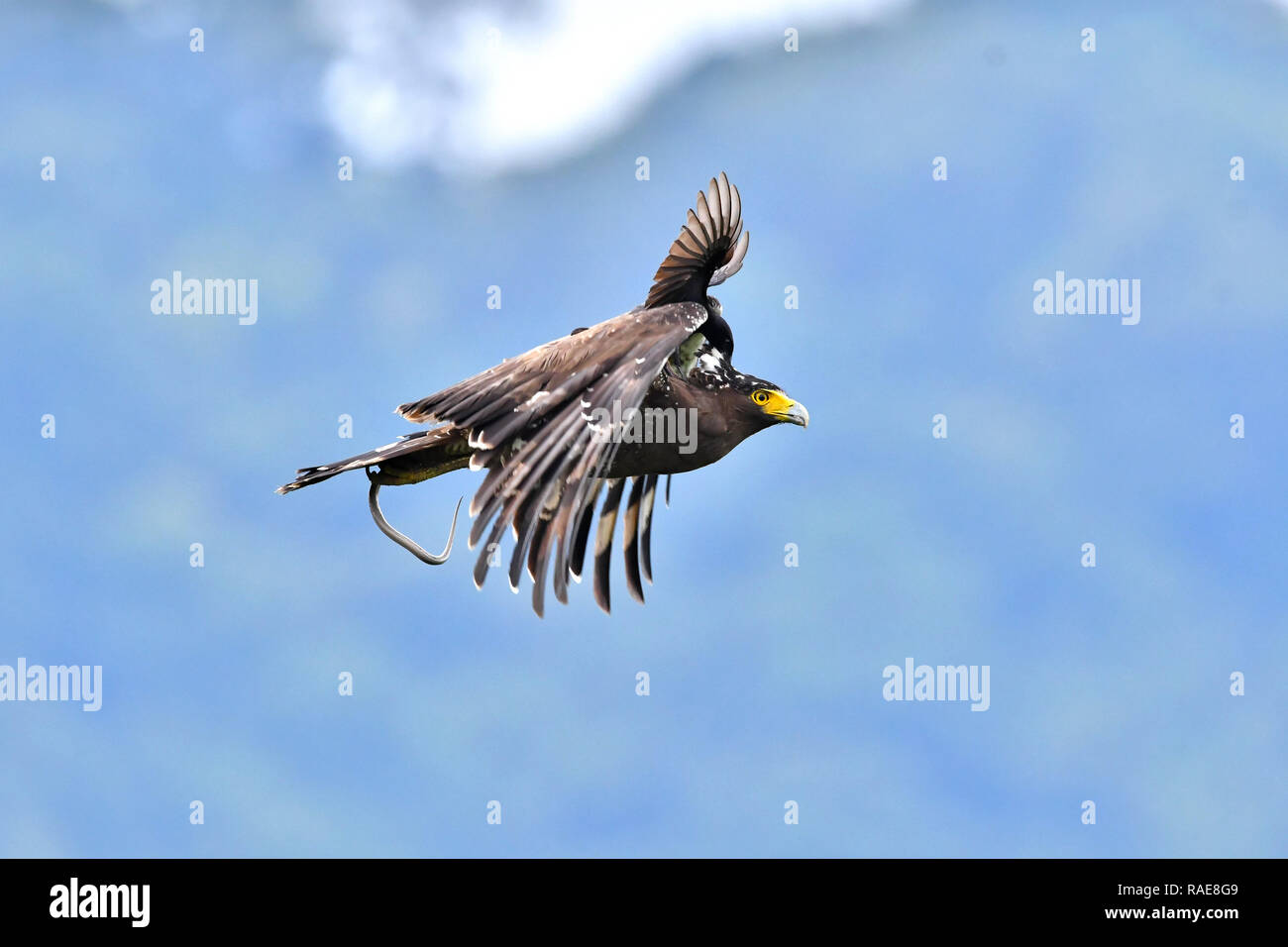 Which has a five foot wingspan hi-res stock photography and images - Alamy