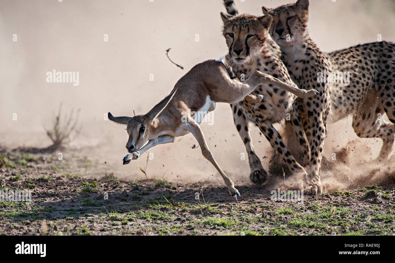INCREDIBLE images showcase the moment a skilled photographer captured a ...