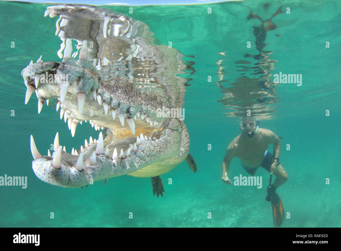 Swimming with the croc. IS THIS photographer brave or stupid after ...
