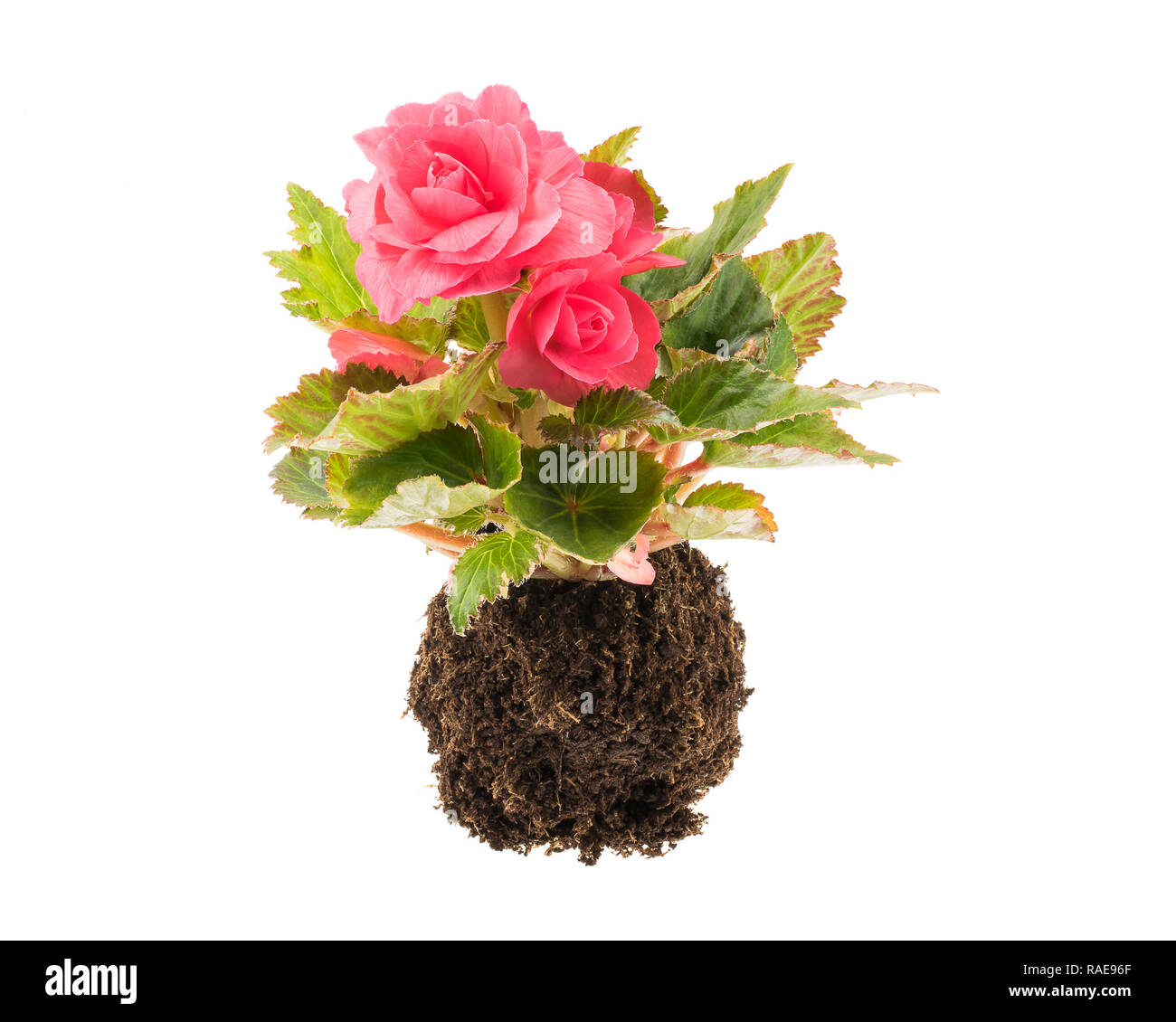 Pink begonia young plant with soil isolated on white background Stock ...