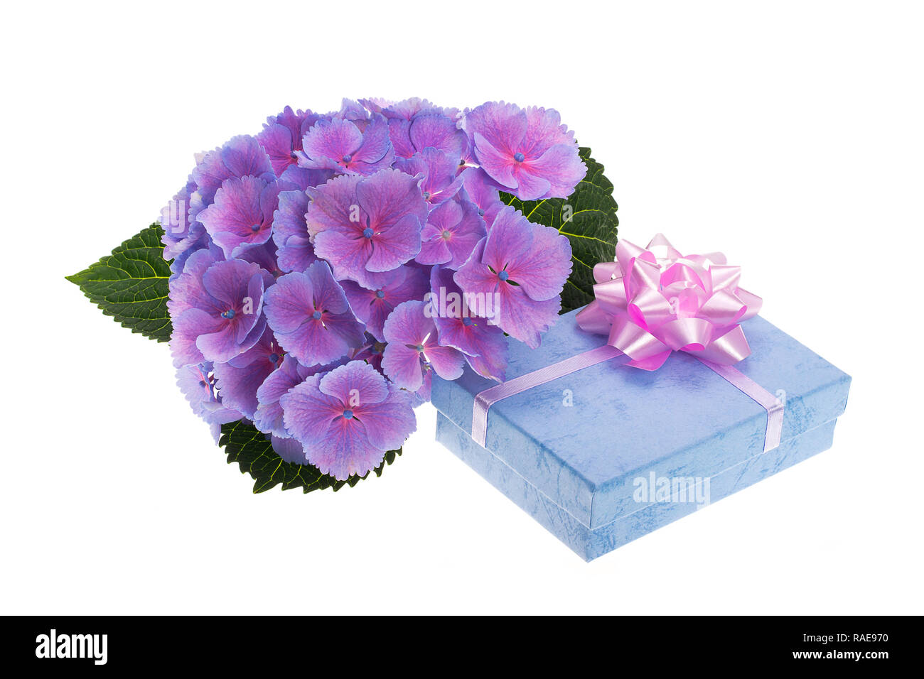 Blue hydrangea and gift box with bow isolated on white background Stock ...